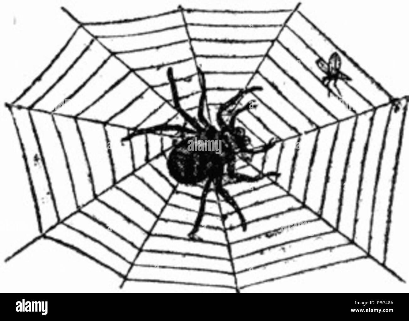 Food web ecosystem Black and White Stock Photos & Images - Alamy