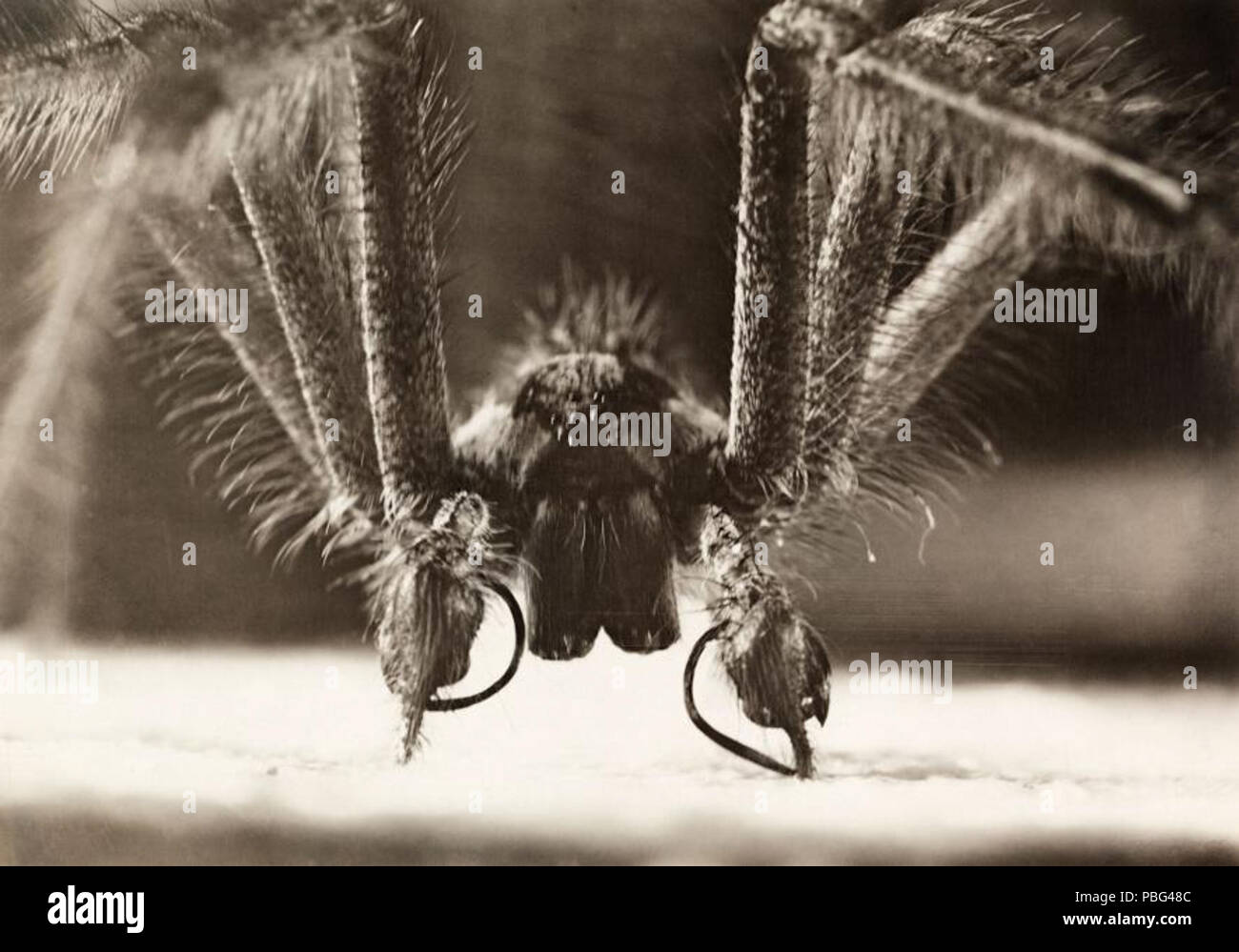 Insect spider identification hi-res stock photography and images - Alamy