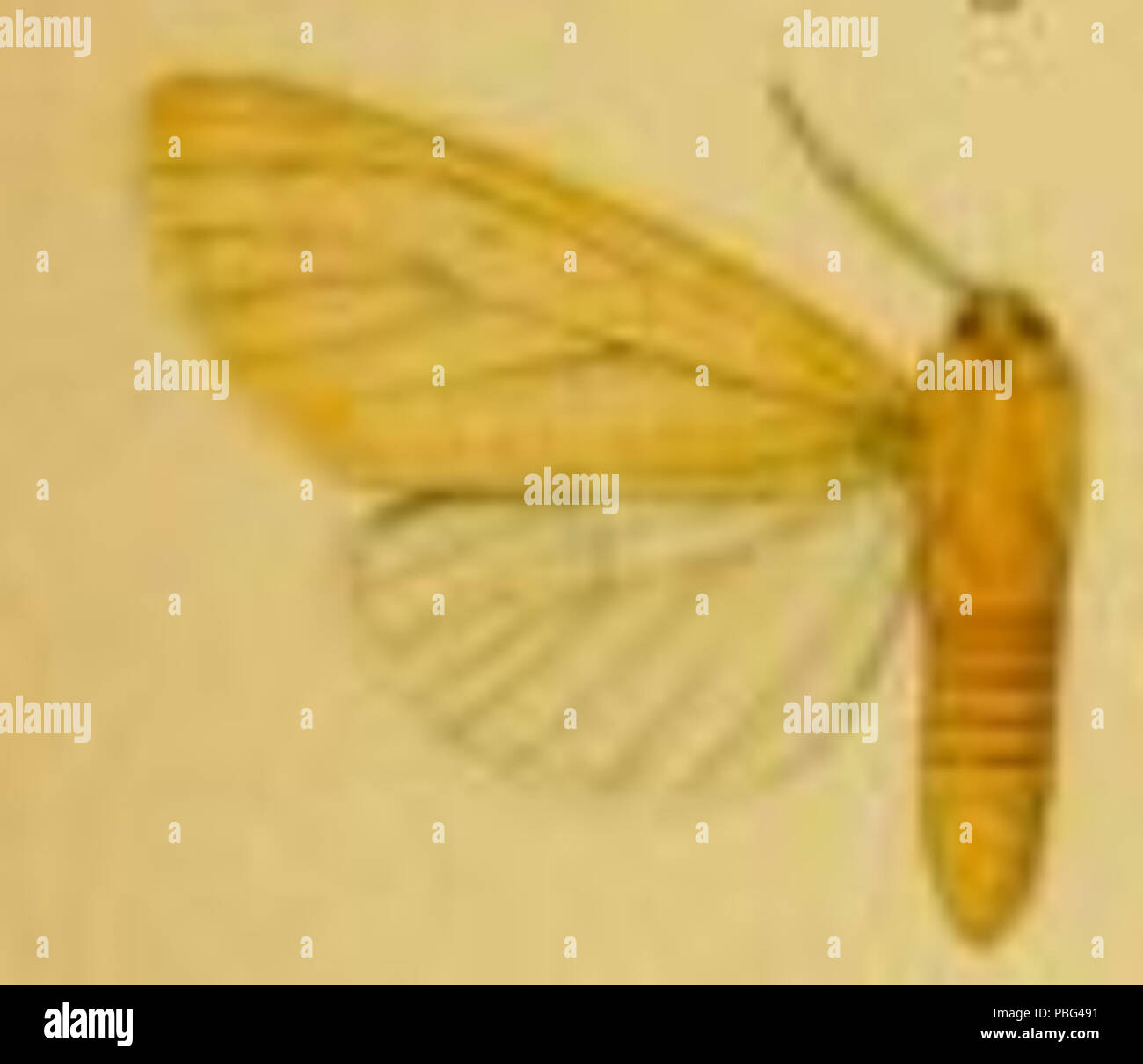Genus spilosoma hi-res stock photography and images - Alamy