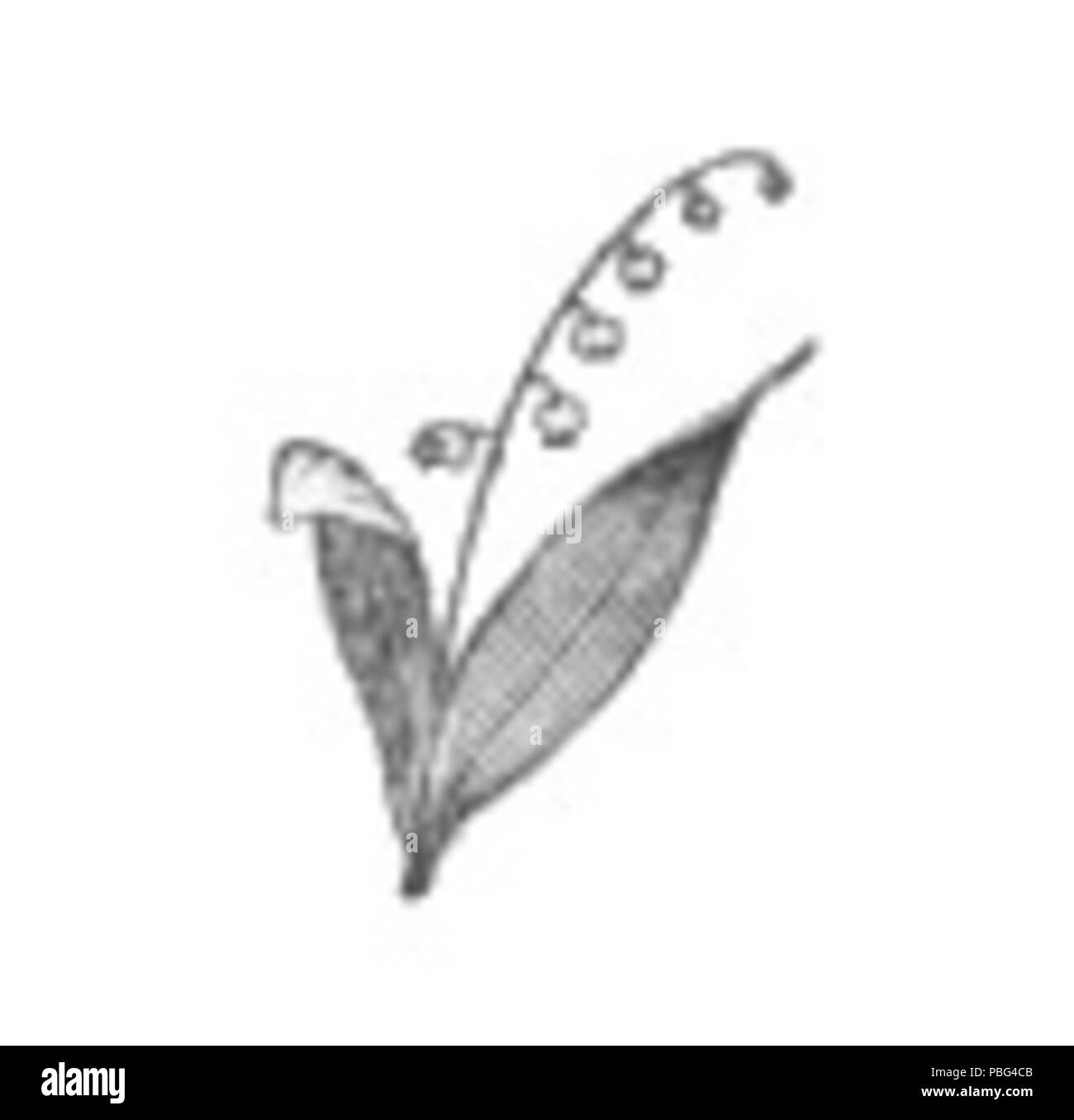 Sprig illustration hi-res stock photography and images - Alamy