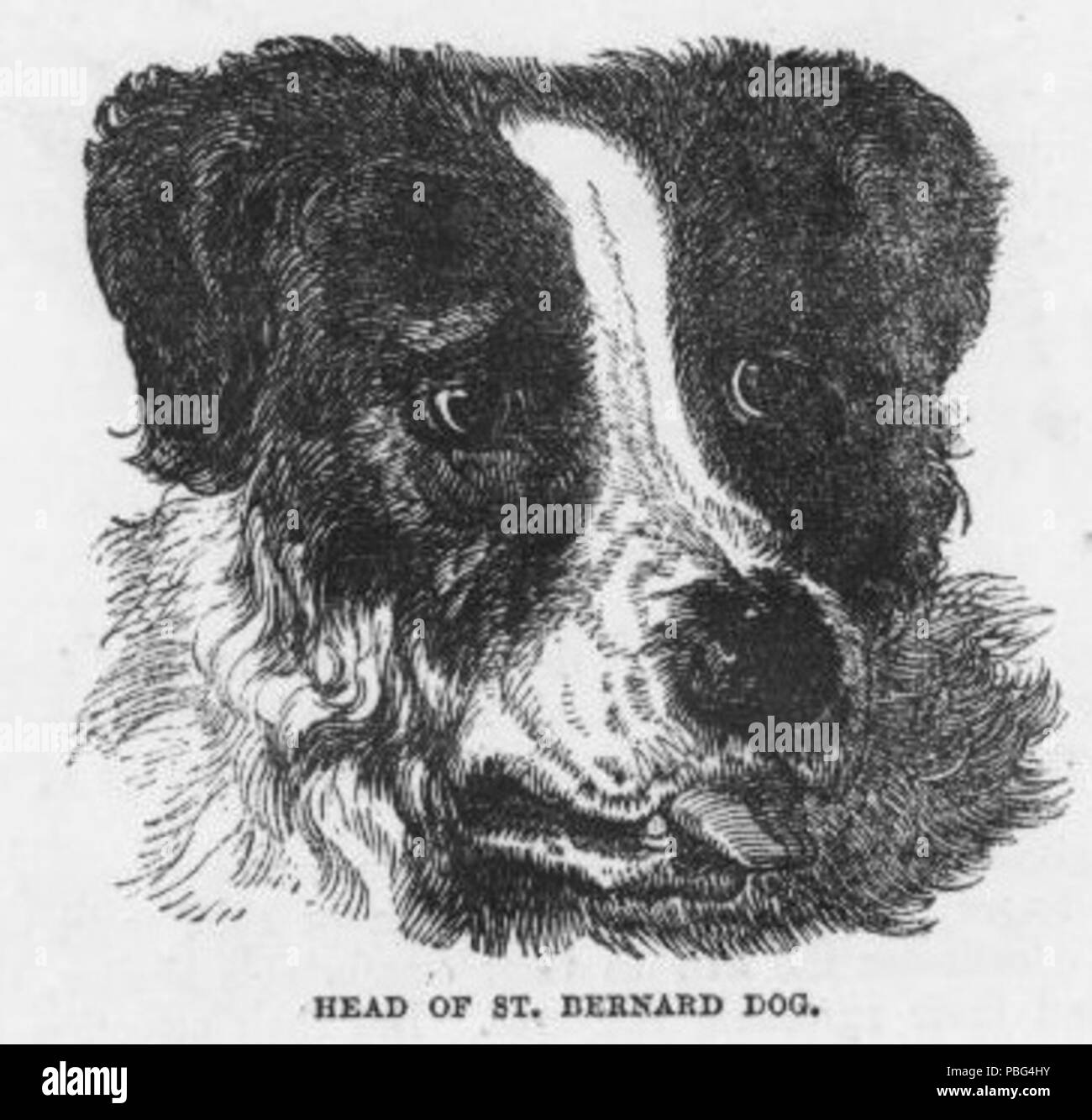 Order of st bernard hi-res stock photography and images - Alamy