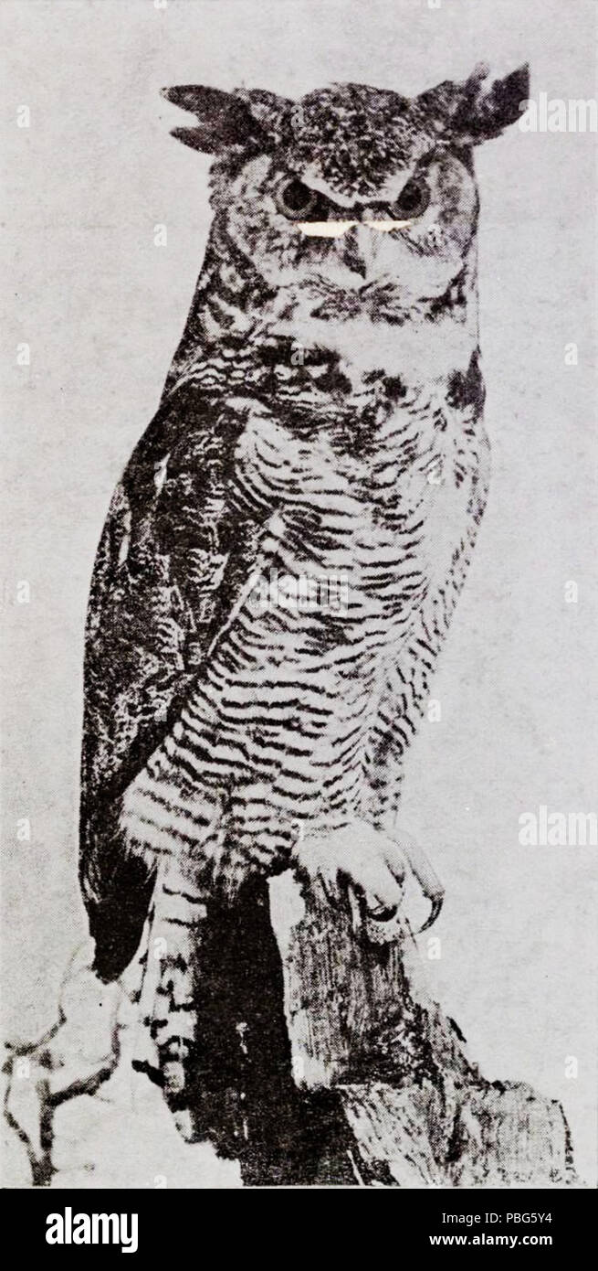 Owl guide hi-res stock photography and images - Alamy