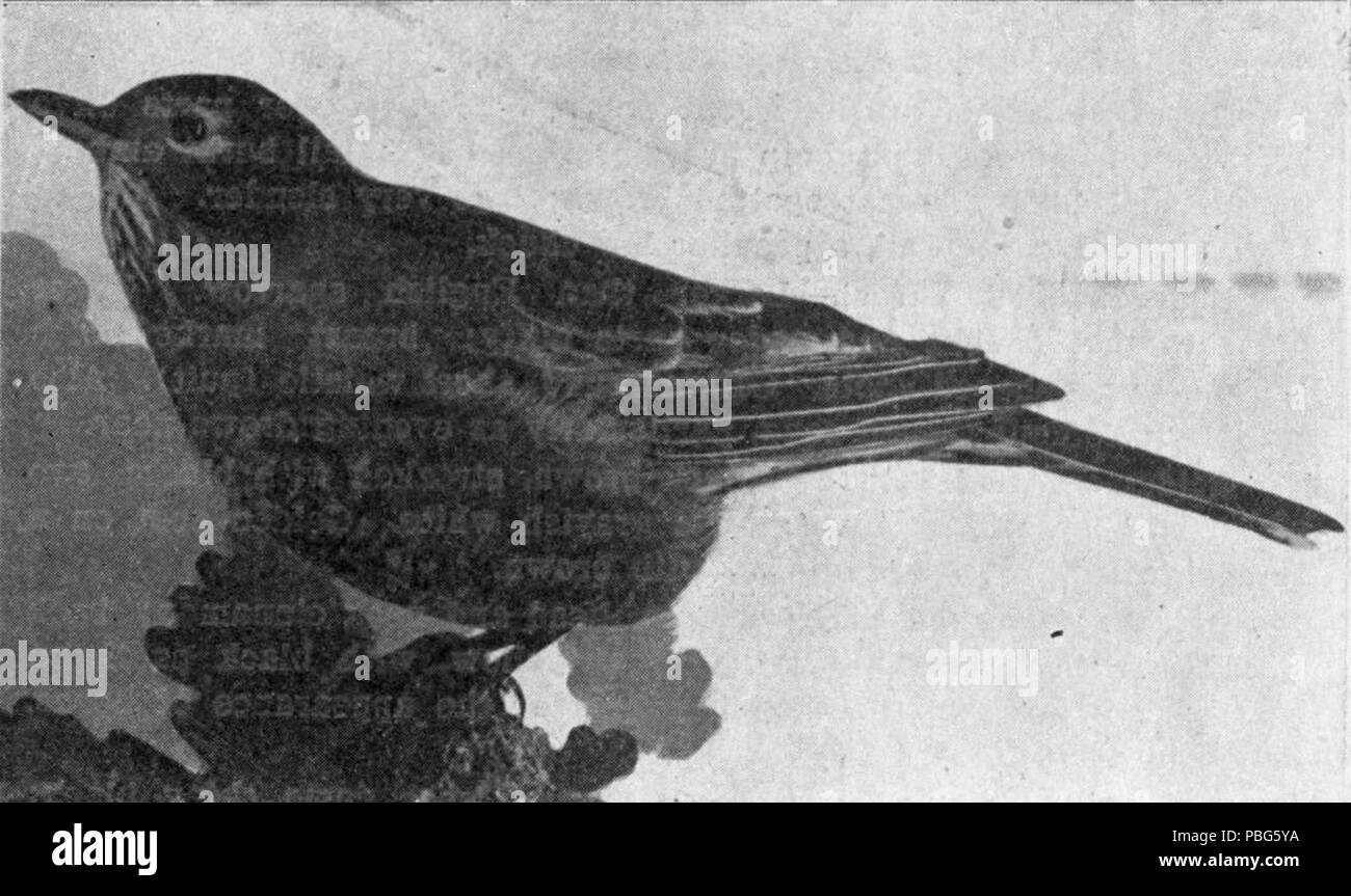 Robin identification hi-res stock photography and images - Alamy