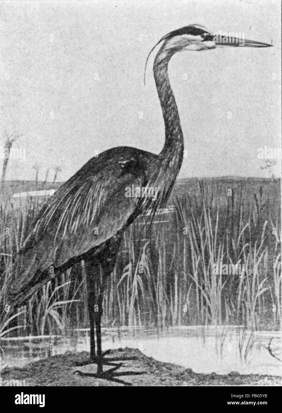 Large wingspan birds Black and White Stock Photos & Images - Alamy