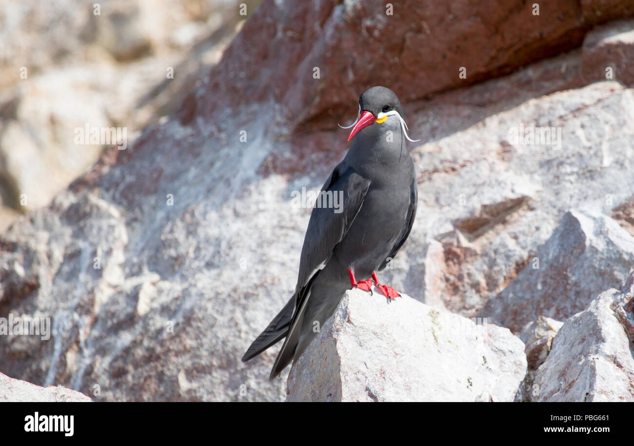 Inca Tern, Paracas Ballestas Islands, Peru Stock Photo - Alamy