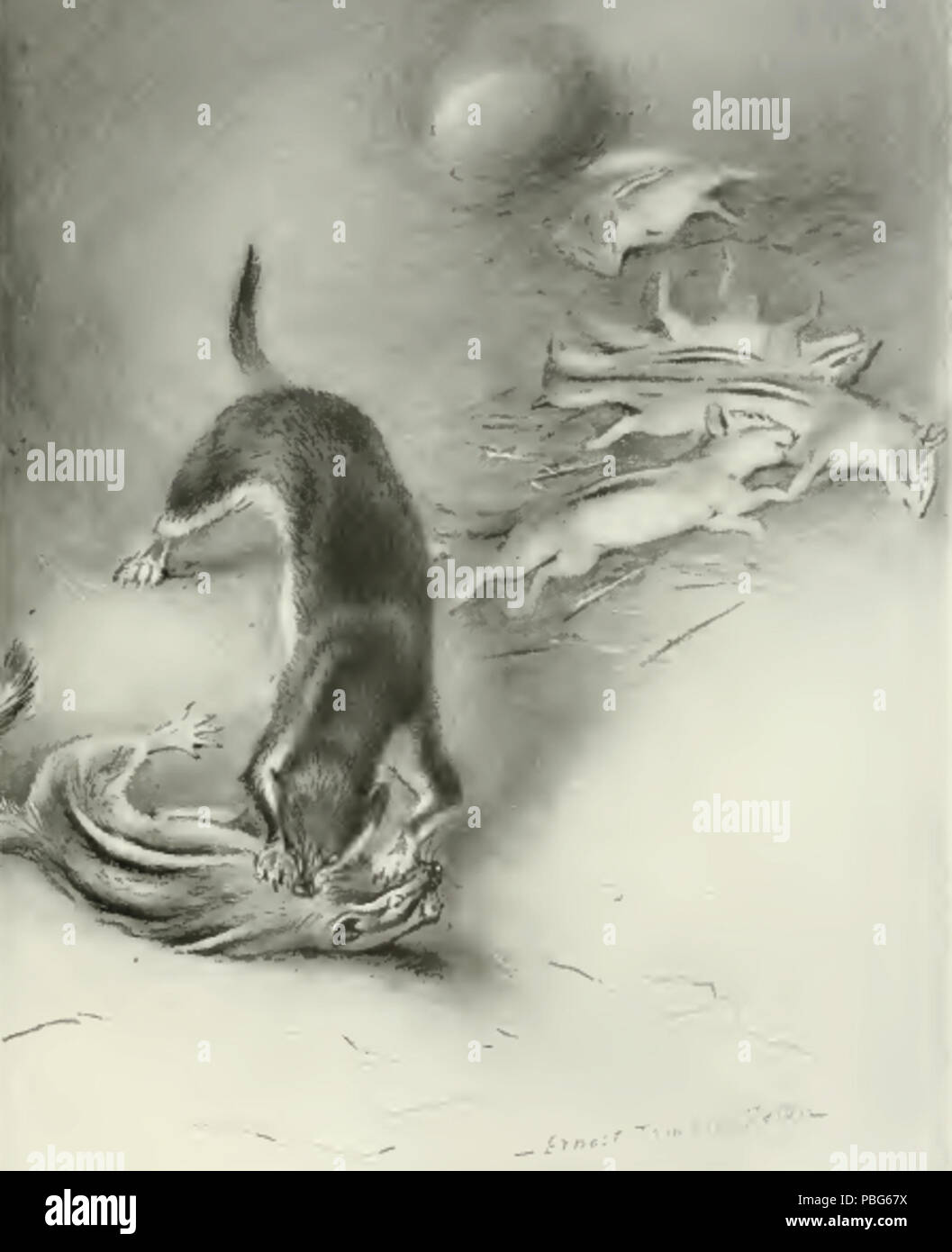 1575 Stoat and chipmunks Stock Photo - Alamy