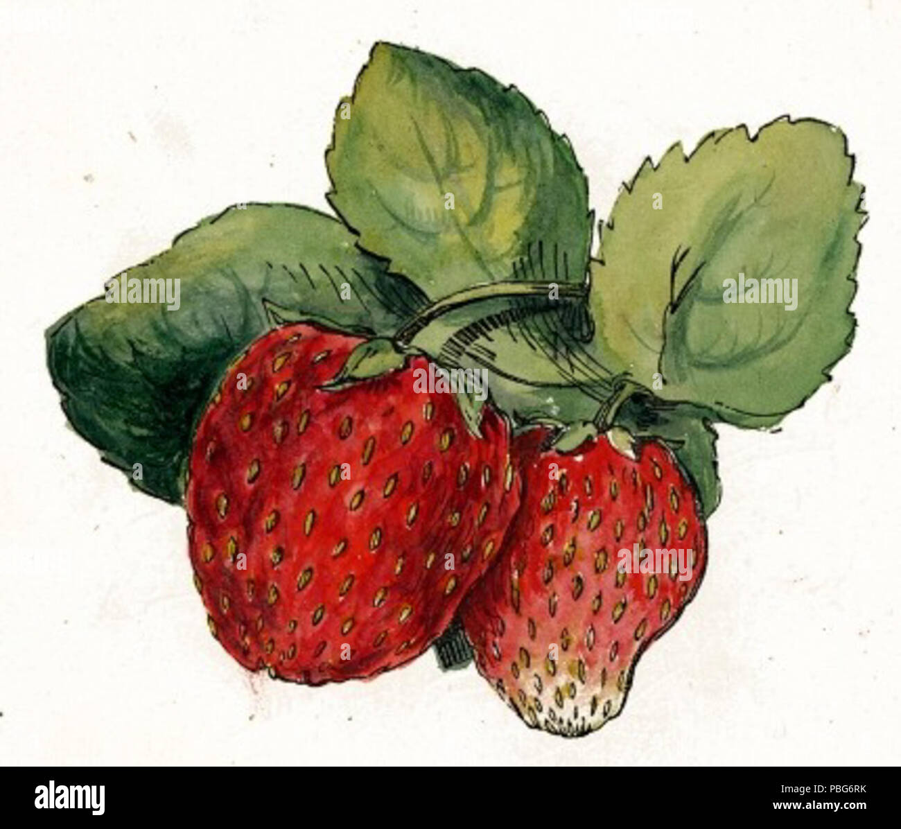 1578 Cut Out Stock Images & Pictures - Alamy