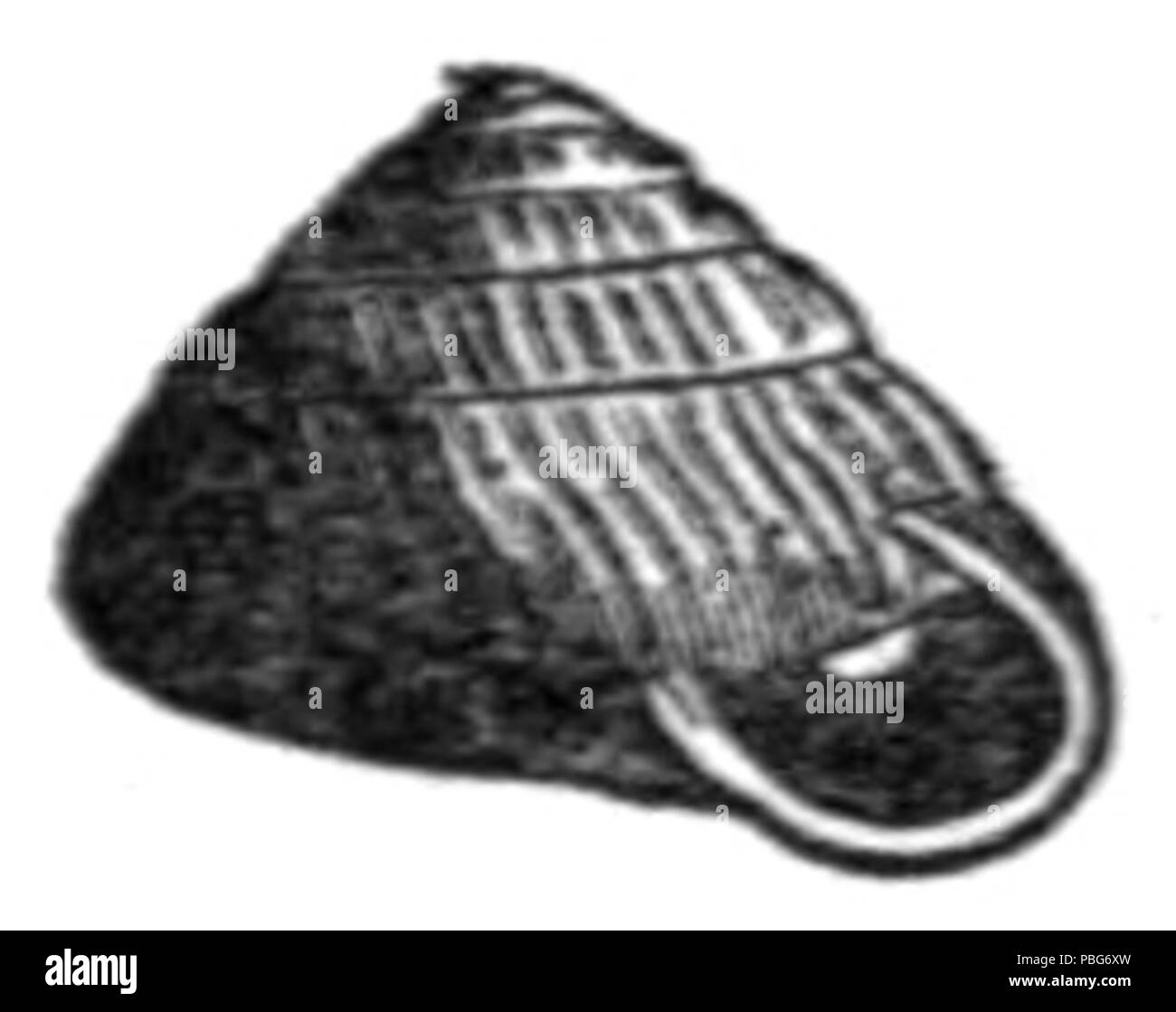 Labyrinthicus hi-res stock photography and images - Alamy