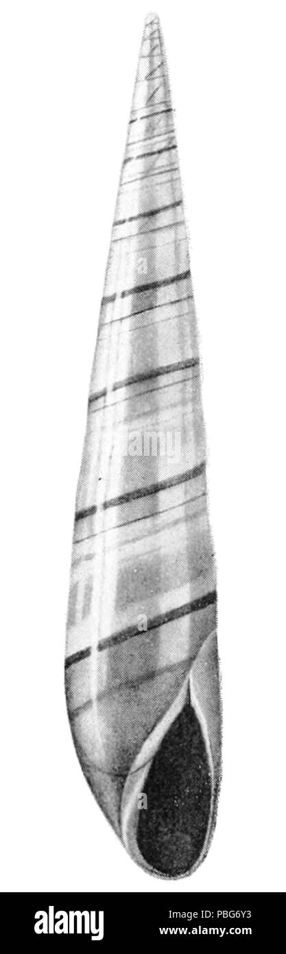 Shell coloration Black and White Stock Photos & Images - Alamy