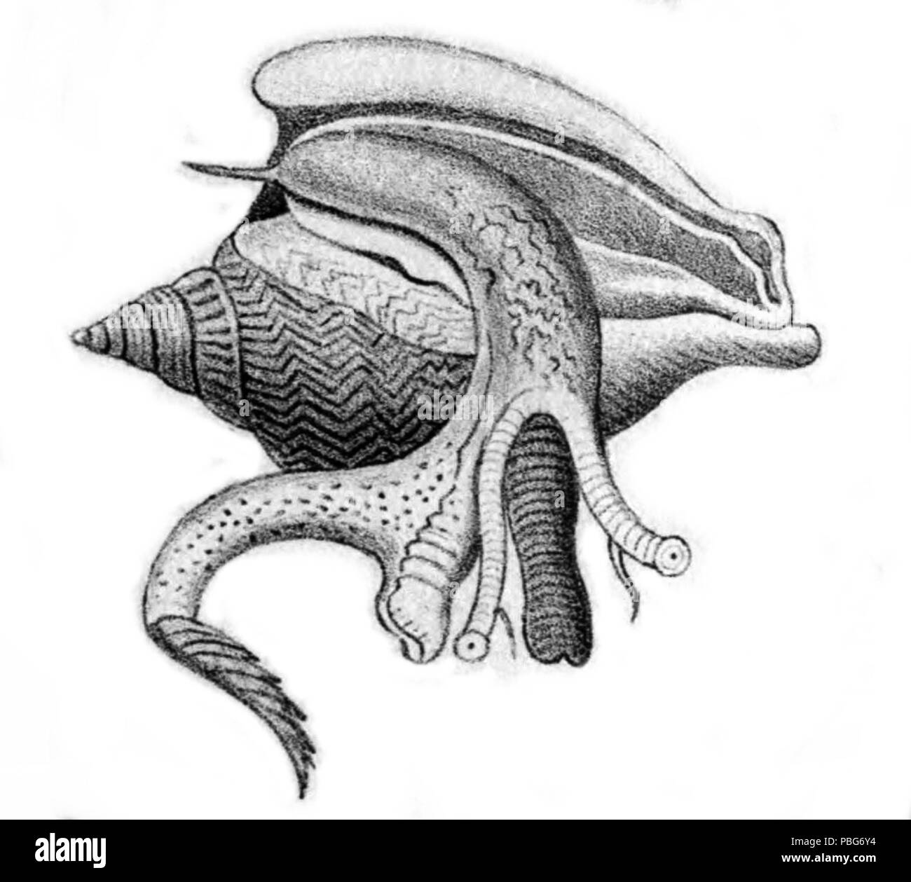 Shellfish anatomy Cut Out Stock Images & Pictures - Alamy