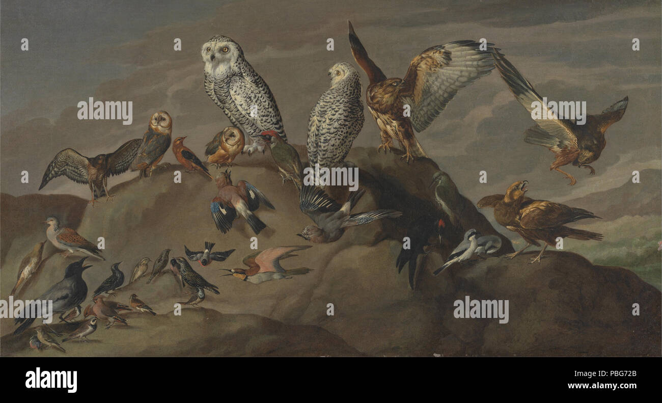 Study of birds hi-res stock photography and images - Alamy