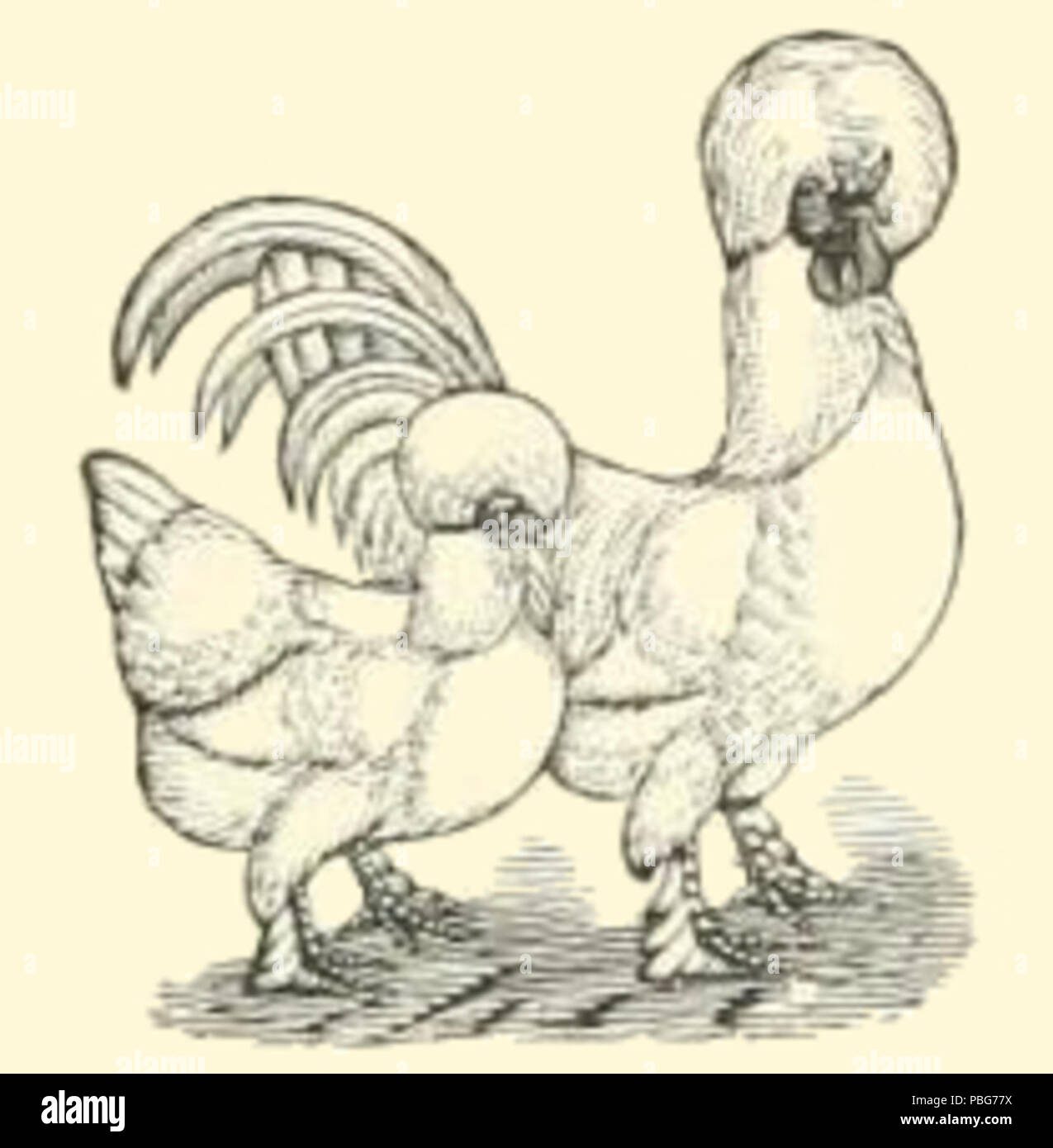 1583 Sultan Drawing Stock Photo - Alamy