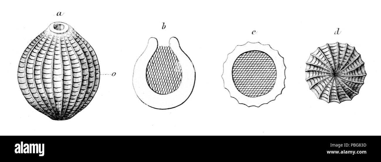 Utricle hi-res stock photography and images - Alamy