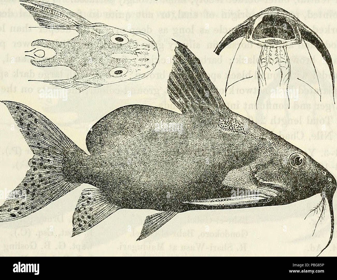 Catfish anatomy hi-res stock photography and images - Alamy