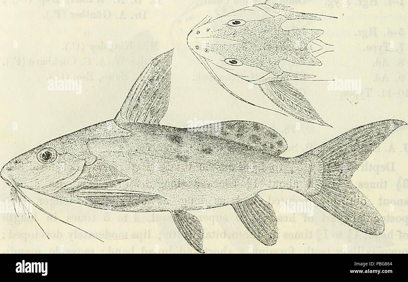 Synodontis High Resolution Stock Photography and Images - Alamy