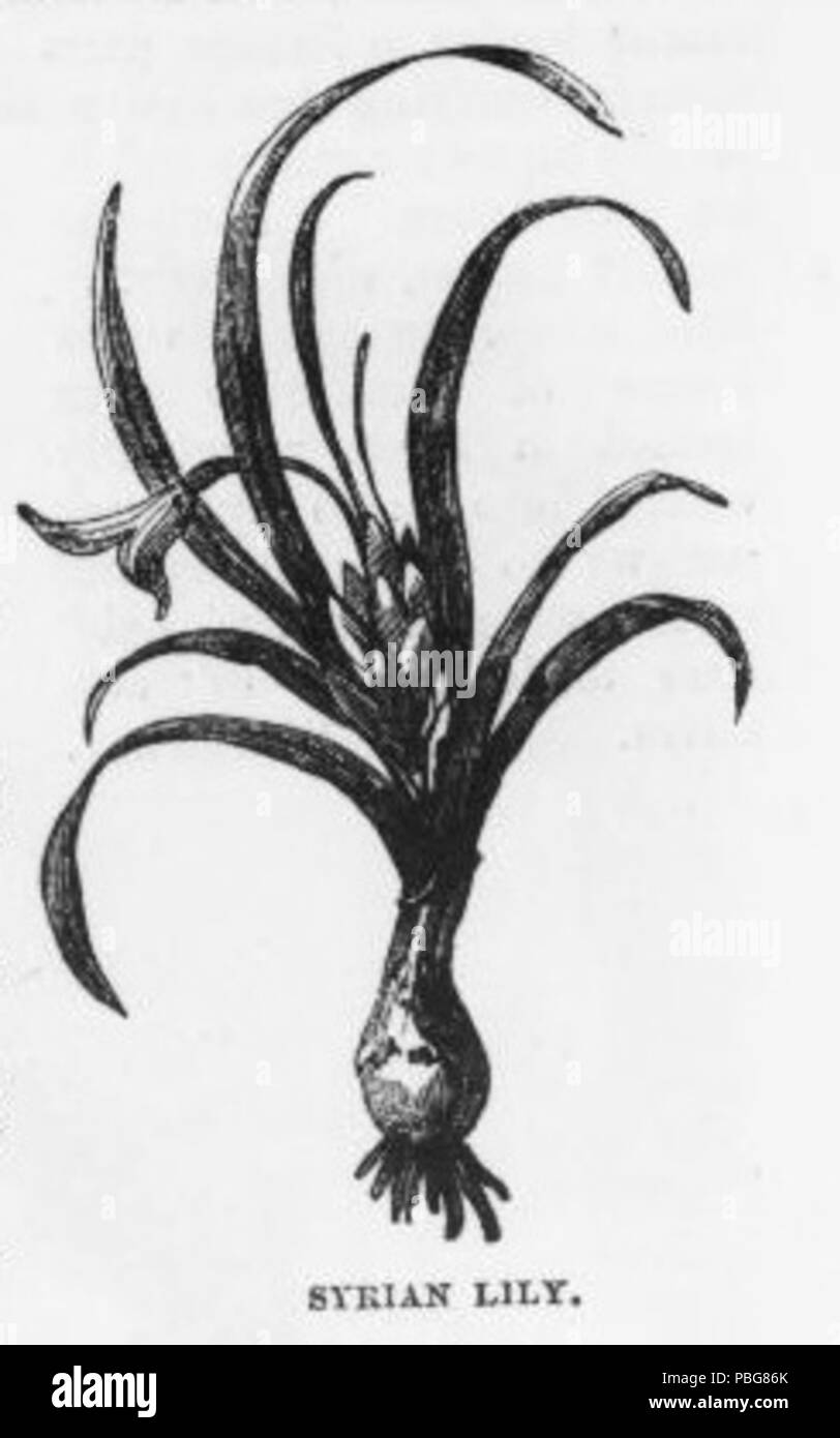 Lily drawing hi-res stock photography and images - Alamy