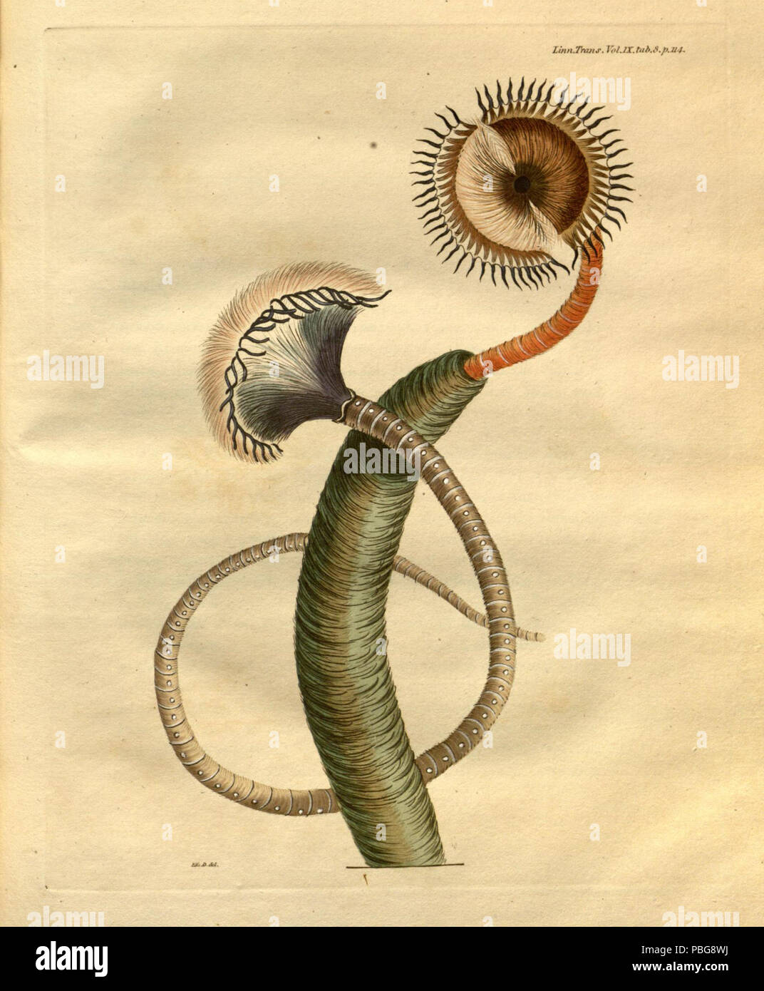 Infundibulum hi-res stock photography and images - Alamy