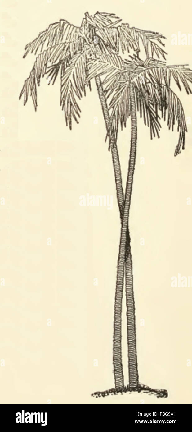 Palm tree drawing hi-res stock photography and images - Alamy