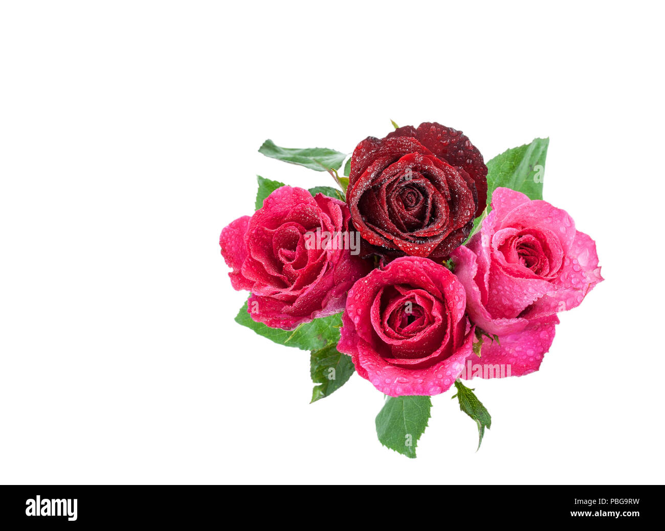 Group of Rose isolated over white Stock Photo - Alamy