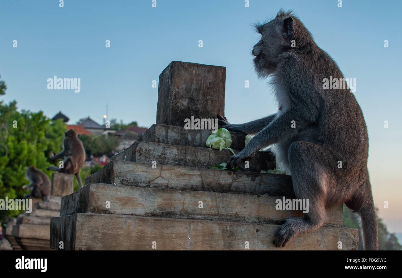 Monkey at sunrise hi-res stock photography and images - Alamy