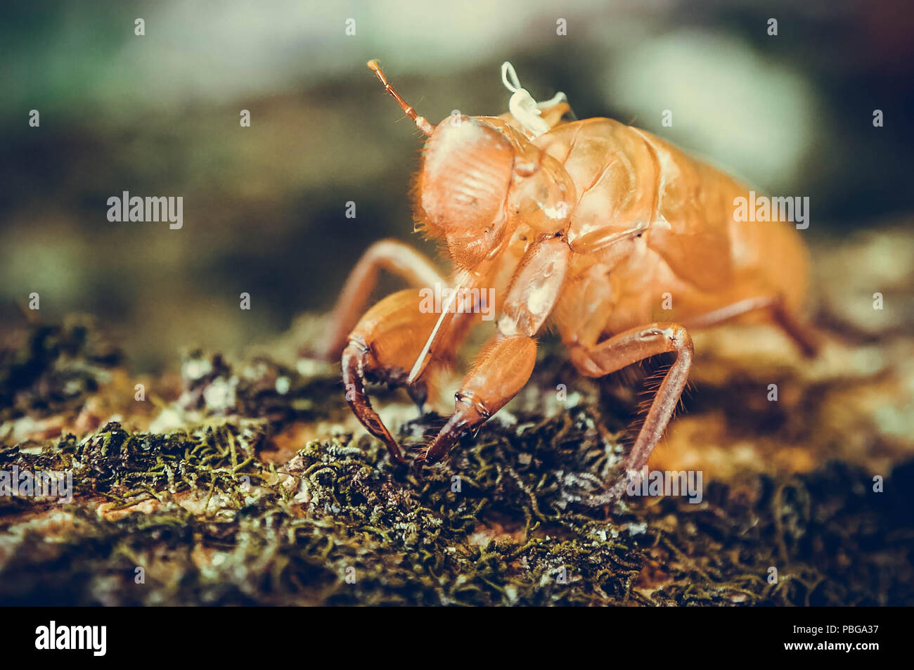 Beautiful nature scene macro cicada molting. An appearance textures the ...