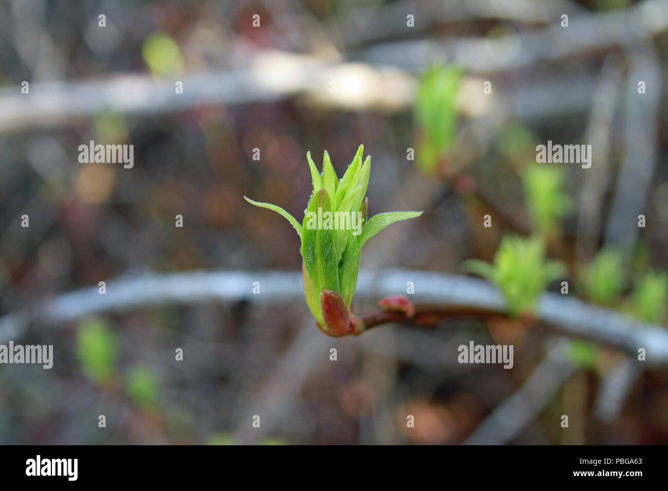 Closeup on a leaf emerging from a bud Stock Photo - Alamy