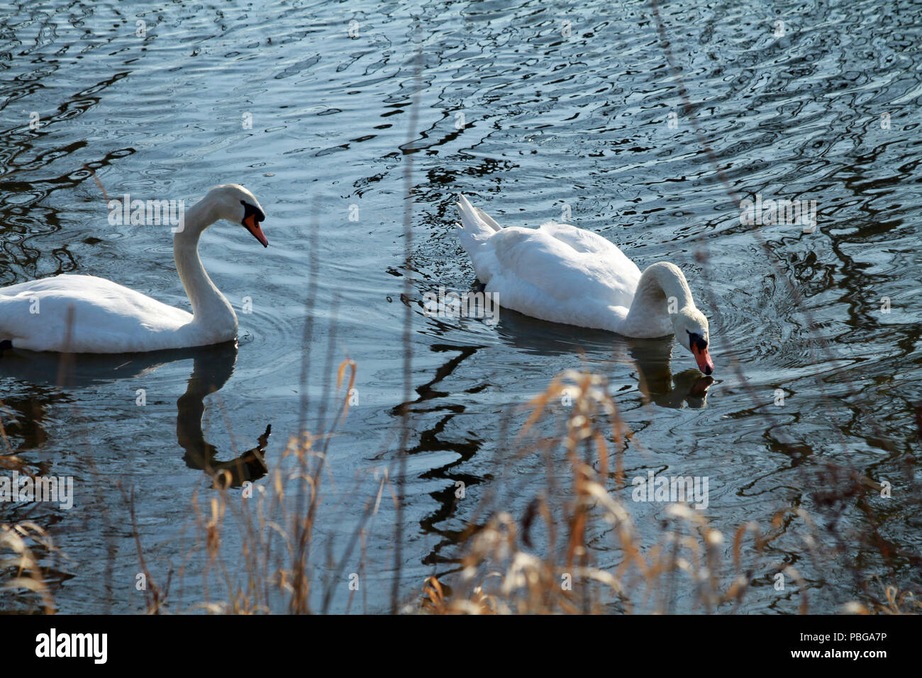 Two swans swimming together on a river Stock Photo - Alamy