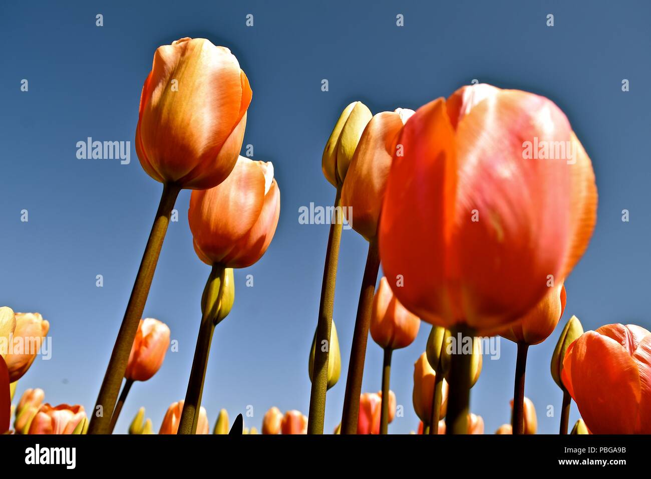 Annual celebration of Spring at the Tulip Farm in Tulip Town ...