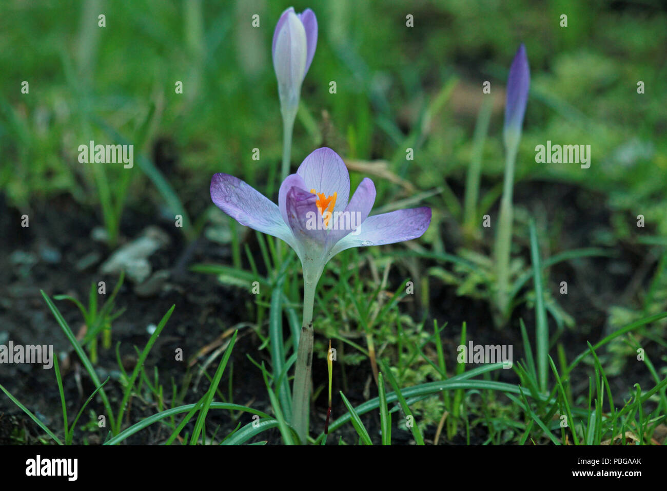 purple crocus flowers in bloom Stock Photo - Alamy
