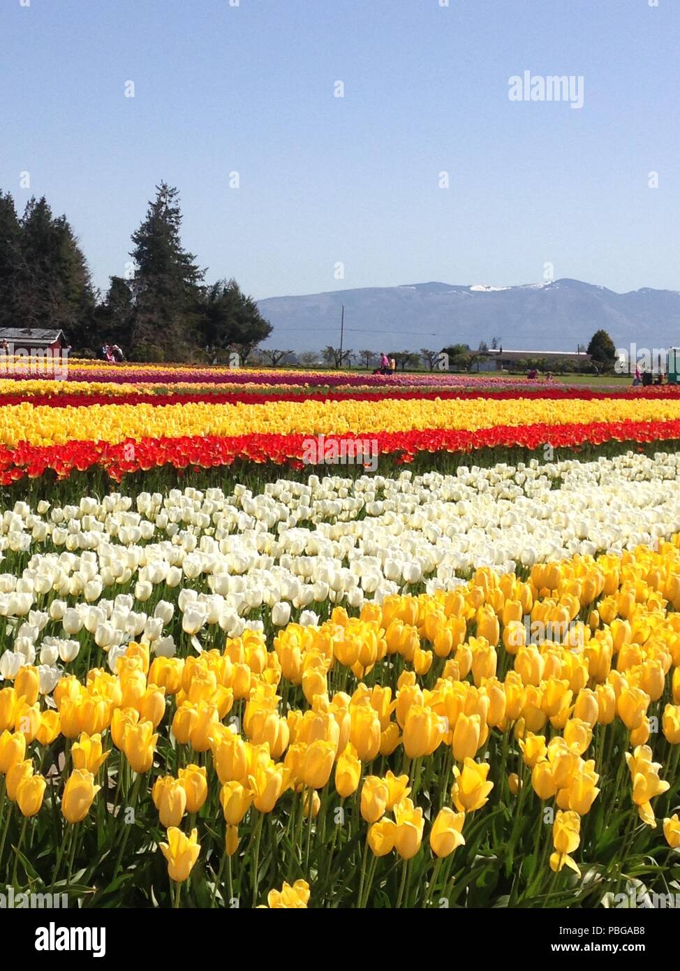 Annual celebration of Spring at the Tulip Farm in Tulip Town ...