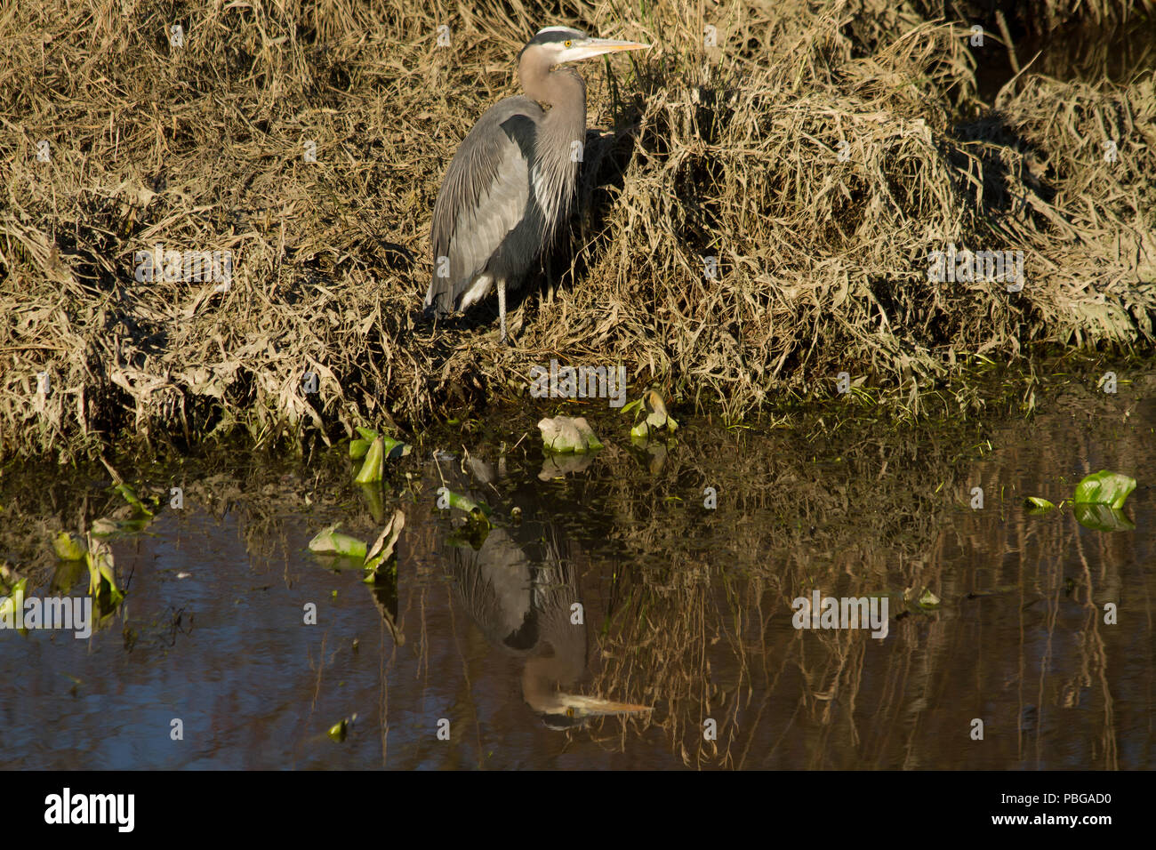 Grassy river bank hi-res stock photography and images - Alamy