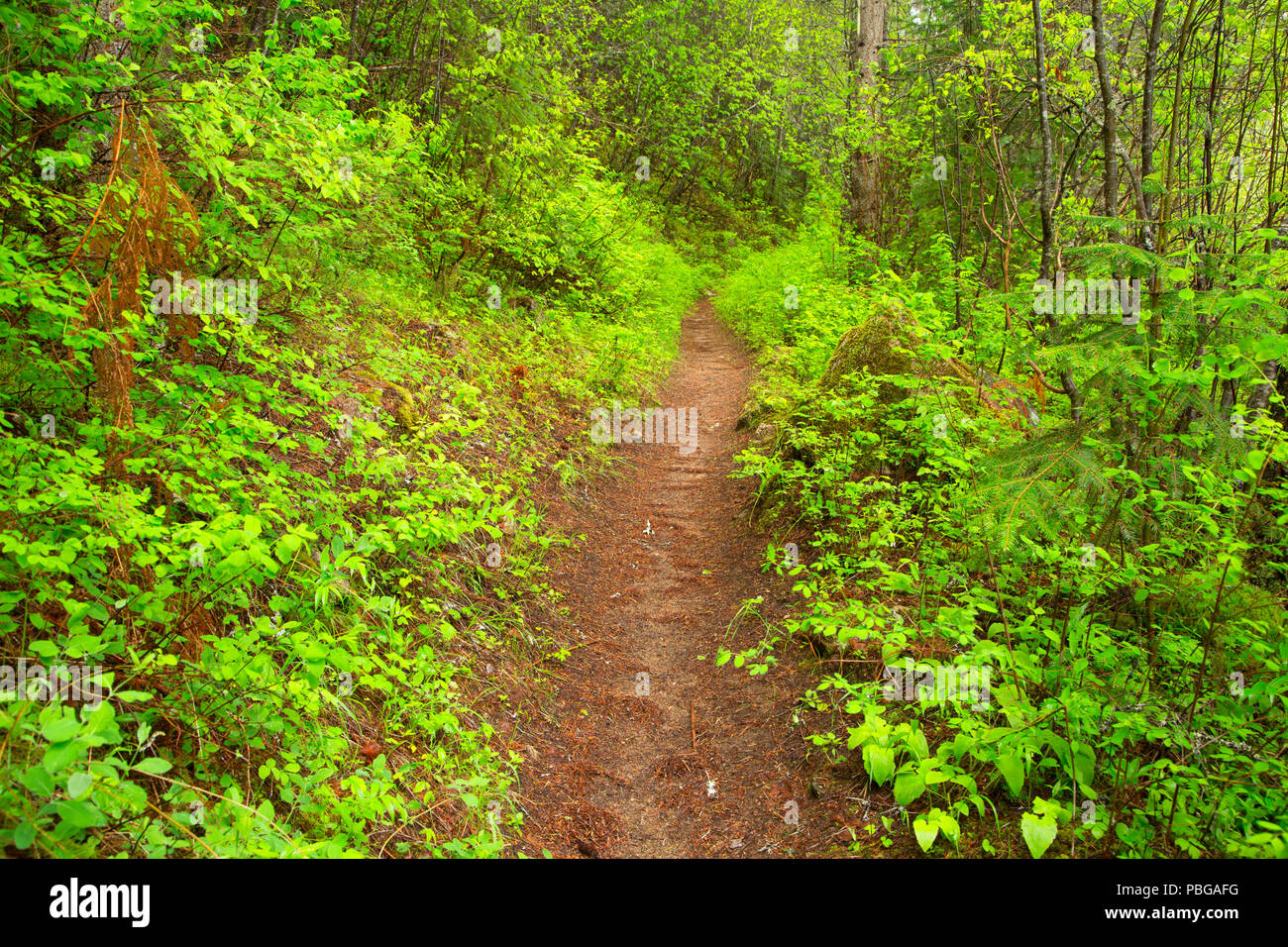 Hiking trail at Wilderness Gateway, Lochsa Wild and Scenic River ...