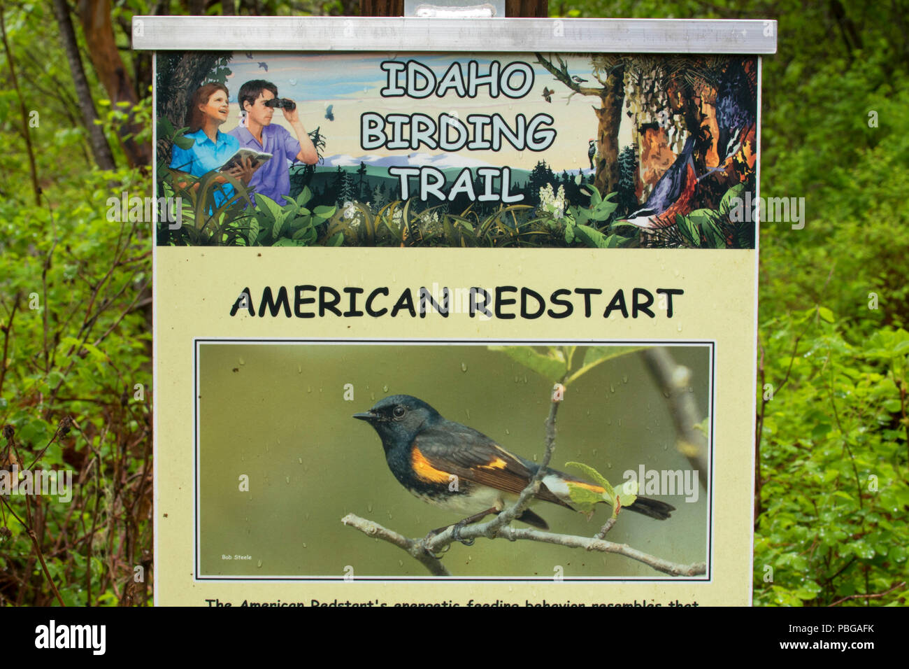 Birding Trail sign, Lochsa Wild and Scenic River, Northwest Passage ...