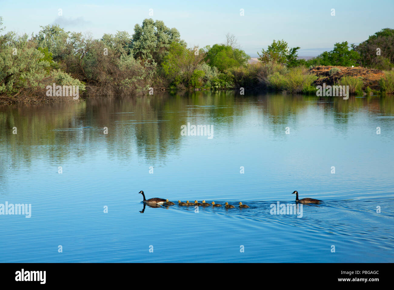Oster Lakes, Hagerman Wildlife Management Area, Idaho Stock Photo - Alamy