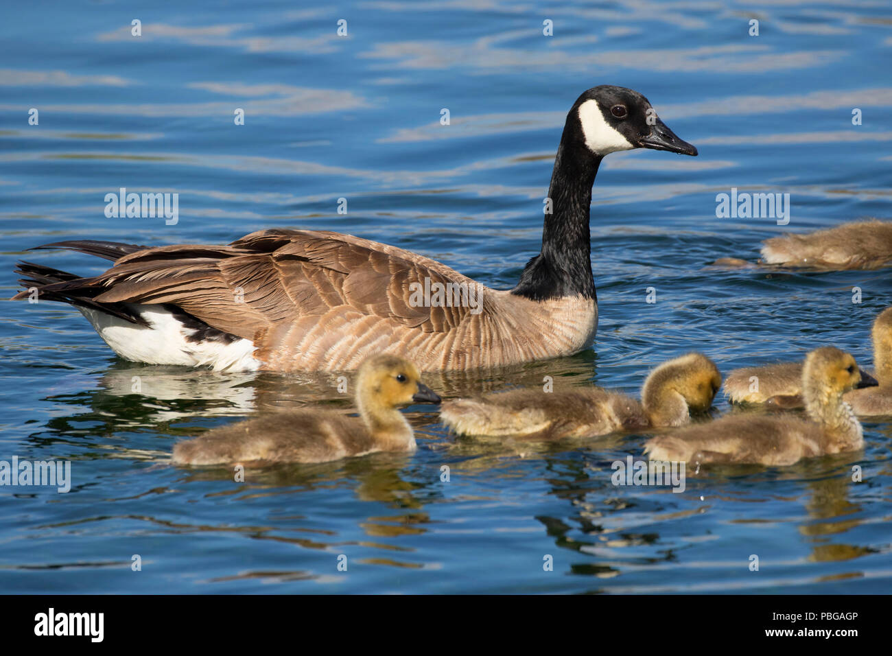 Canada goose with chicks hi-res stock photography and images - Alamy