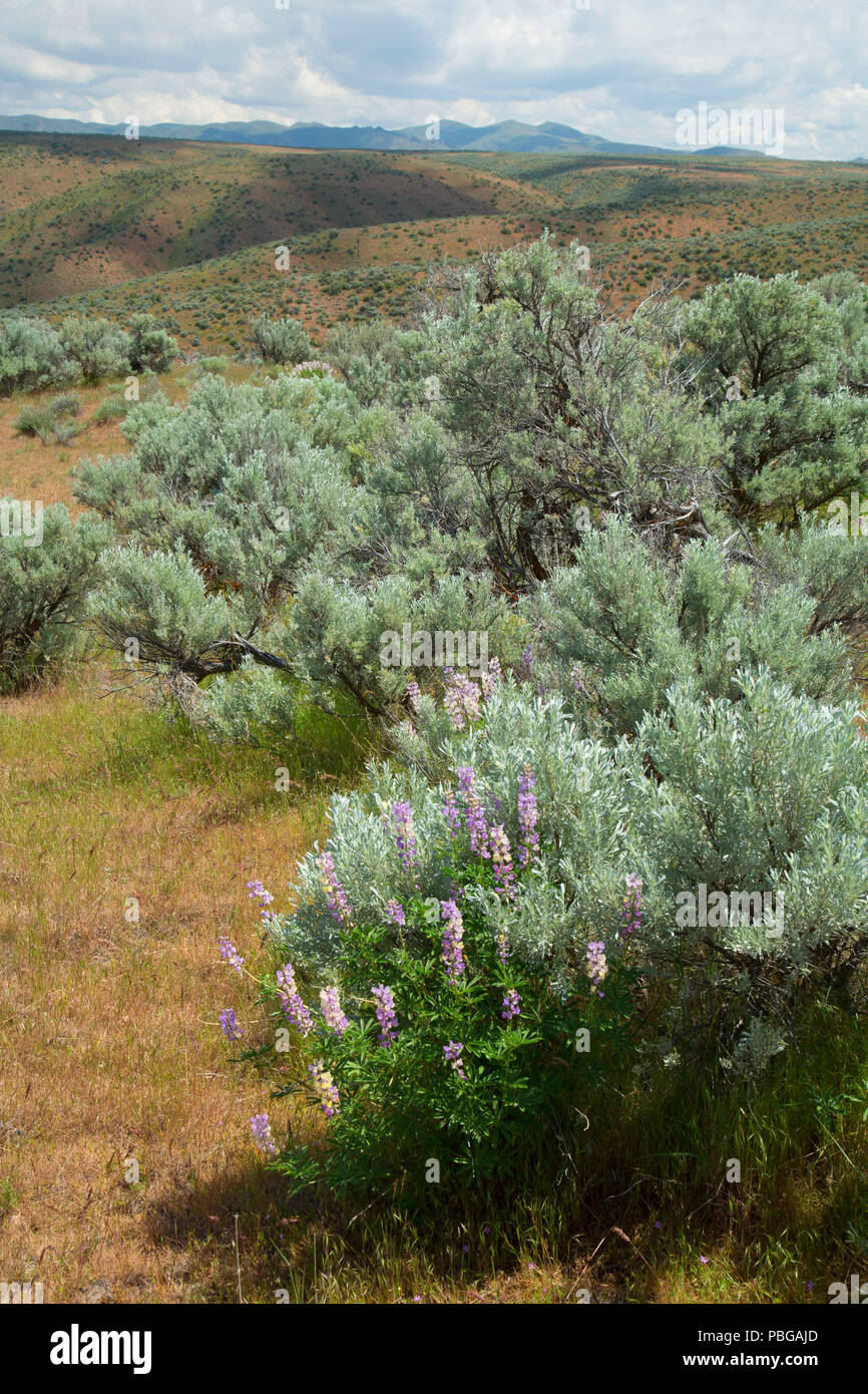 Lupine in high desert sagebrush, Main Oregon Trail National Backcountry ...