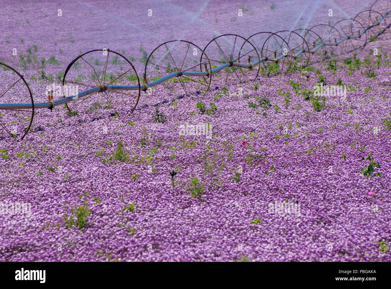 Flower field, Marion County, Oregon Stock Photo - Alamy