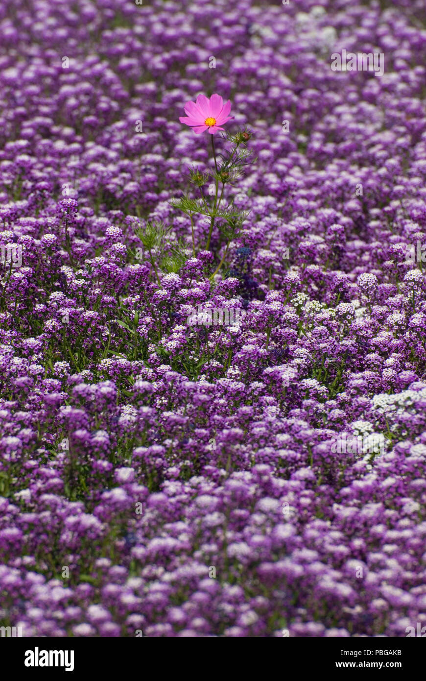 Pink in purple flower field, Marion County, Oregon Stock Photo - Alamy