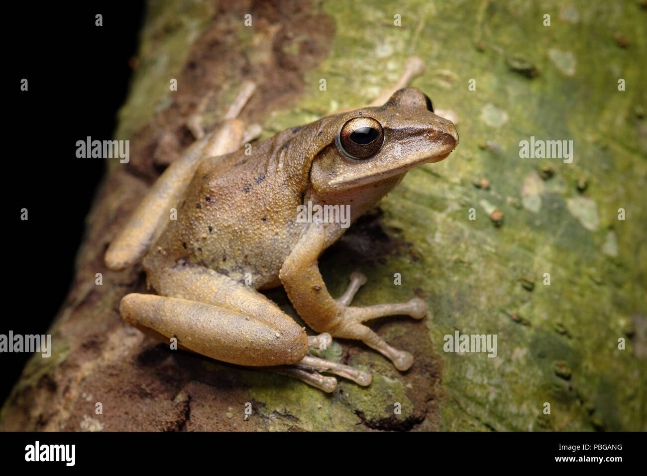 Brown Tree Frog Polypedates megacephalus Stock Photo - Alamy