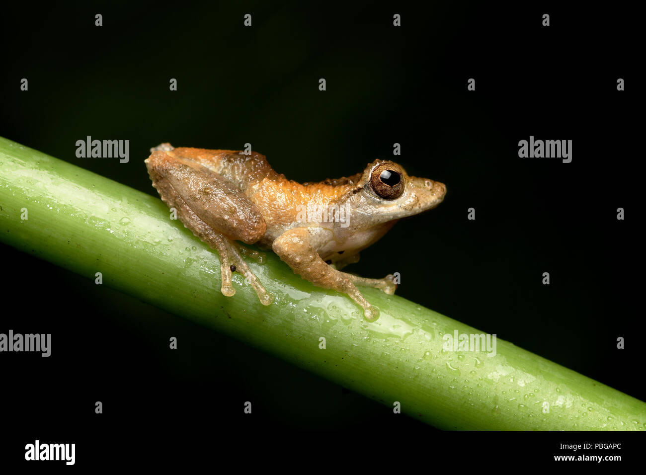 Temple Tree Frog Kurixalus idiootocus Stock Photo - Alamy