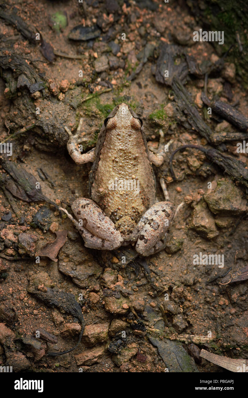 Microhyla fissipes hi-res stock photography and images - Alamy