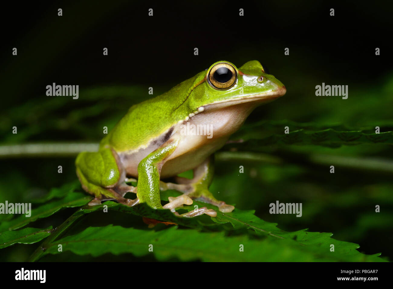 Emerald Green Tree Frog Rhacophorus prasinatus Stock Photo - Alamy