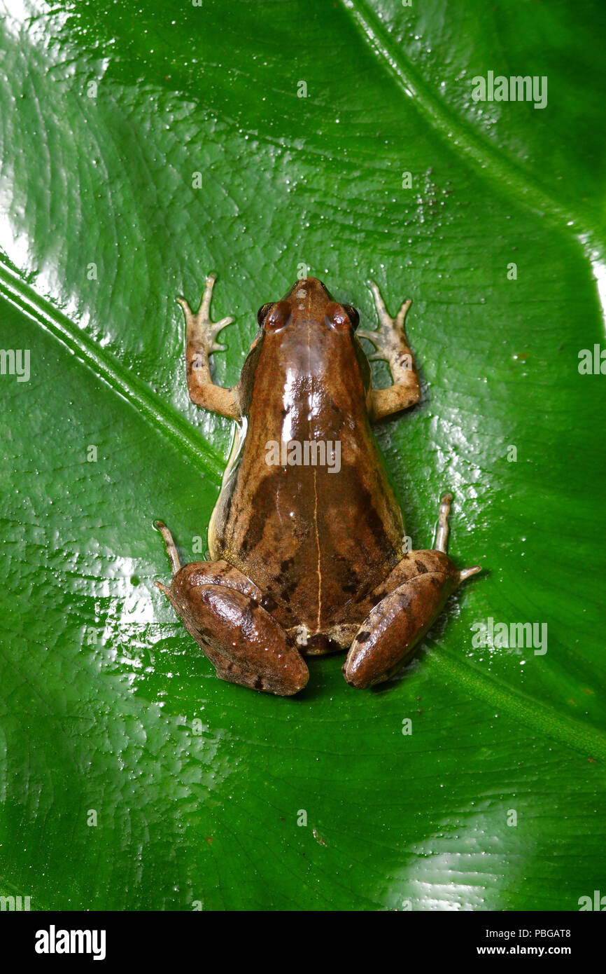 Ornate Chorus Frog Microhyla fissipes Stock Photo - Alamy