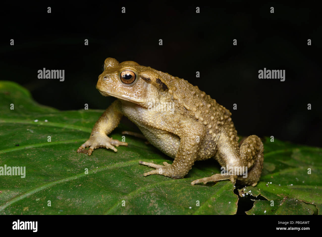 Frog of taiwan hi-res stock photography and images - Alamy
