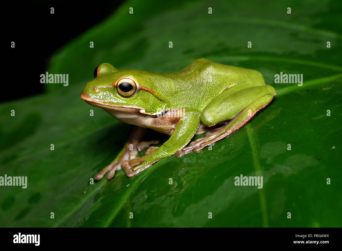 Emerald green tree frog hi-res stock photography and images - Alamy
