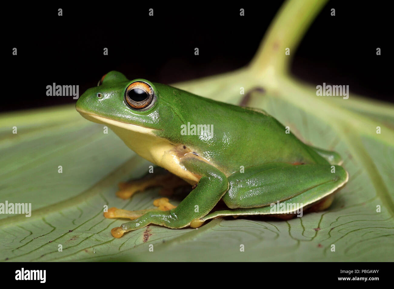 Taipei green tree frog hi-res stock photography and images - Alamy