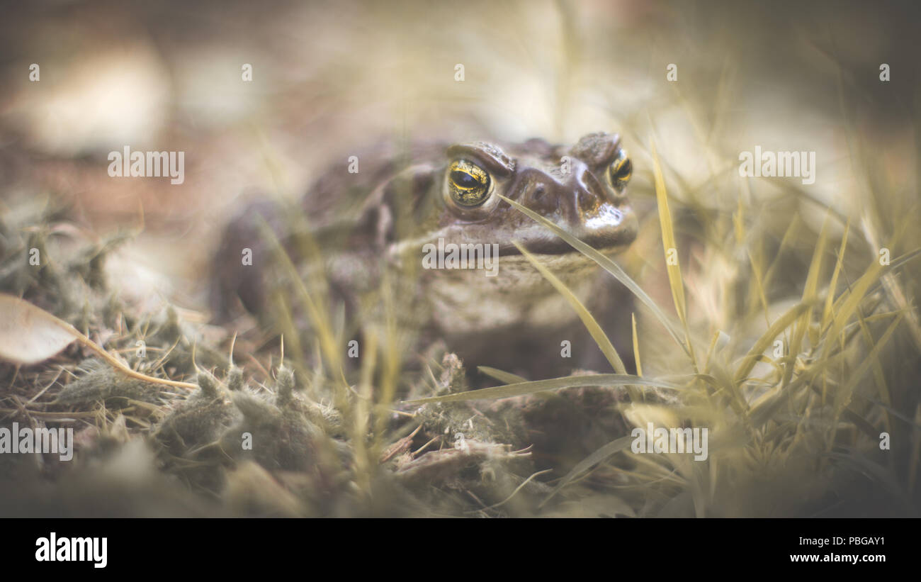 Animals and vermin of the planet, outdoor photographs at every moment ...