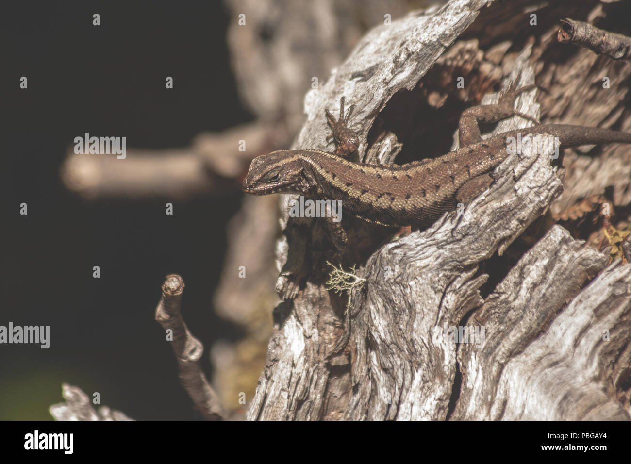 Animals and vermin of the planet, outdoor photographs at every moment ...