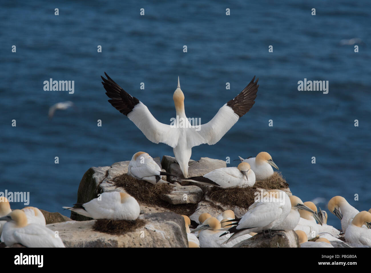 Dancing in the wind Stock Photo - Alamy