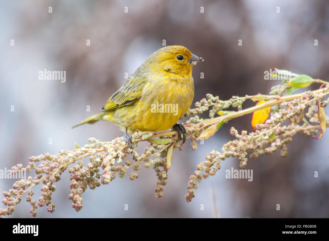 Birds in nature, outdoor photographs at every moment of the day ...
